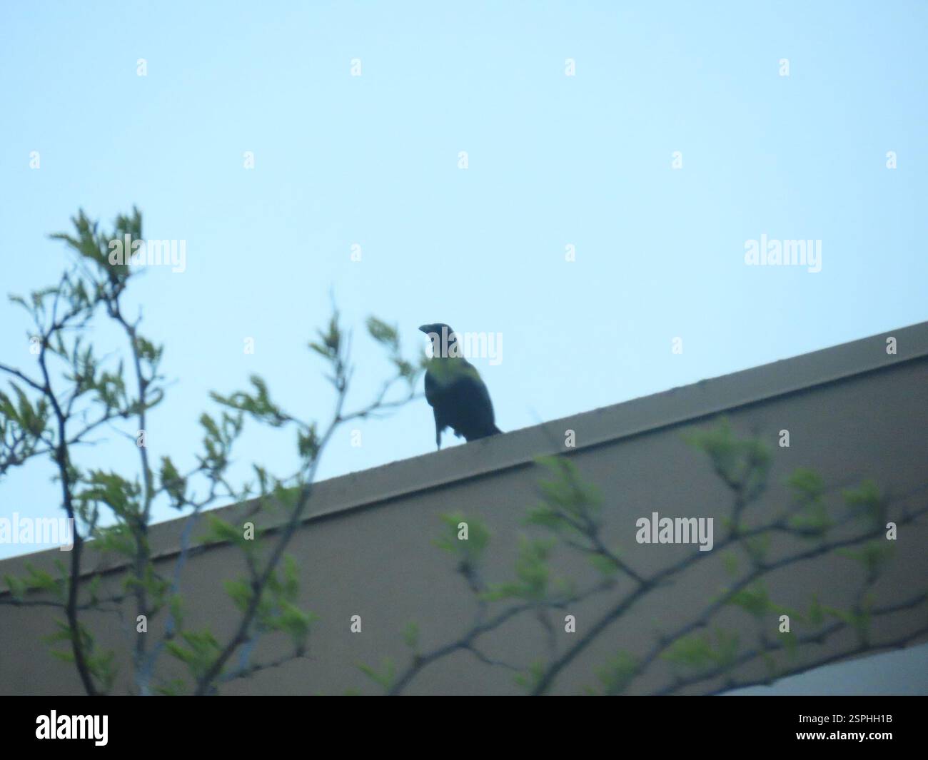 American Crow (Corvus brachyrhynchos), Aves, Poughkeepsie, NY 12601 ...