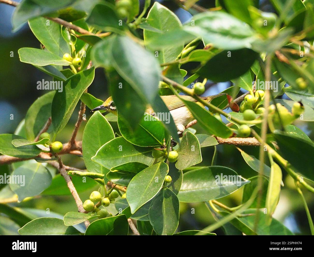Swinhoe's White-eye (Zosterops simplex), Aves, 台灣台中市 Stock Photo - Alamy