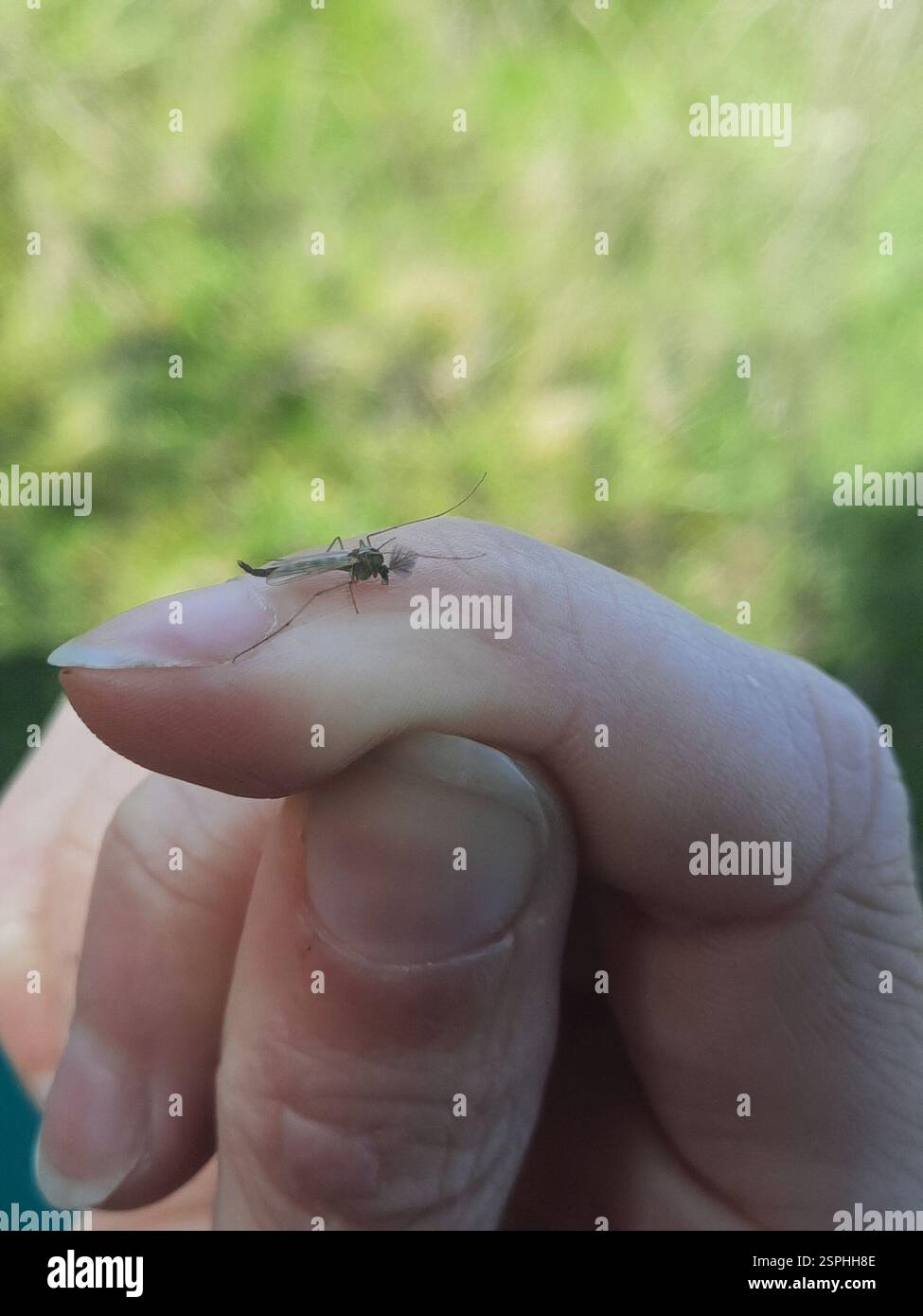 Non-biting Midges (Chironomidae), Insecta, Timaru, NZ-CA, NZ Stock ...