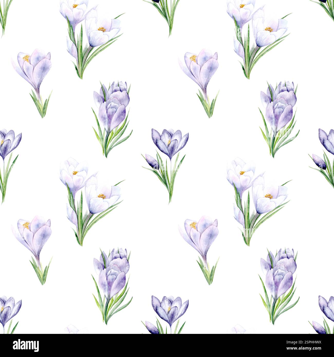 Botanical watercolor illustration seamless pattern of Crocuses. The ...