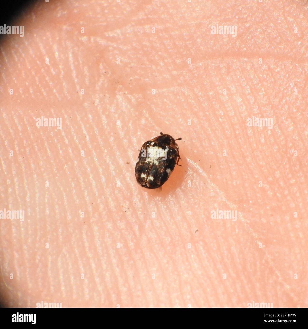 (Anthrenus lepidus), Insecta, Westwood, Los Angeles, CA, USA, Tiny ...