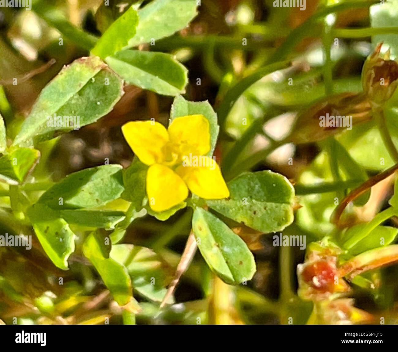 timwort (Cicendia quadrangularis), Plantae, Fort Ord National Monument ...