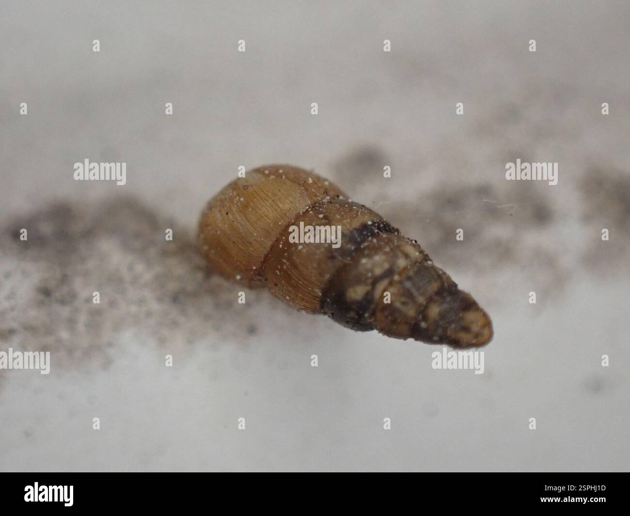 (Balea heydeni), Mollusca, Spain Stock Photo - Alamy