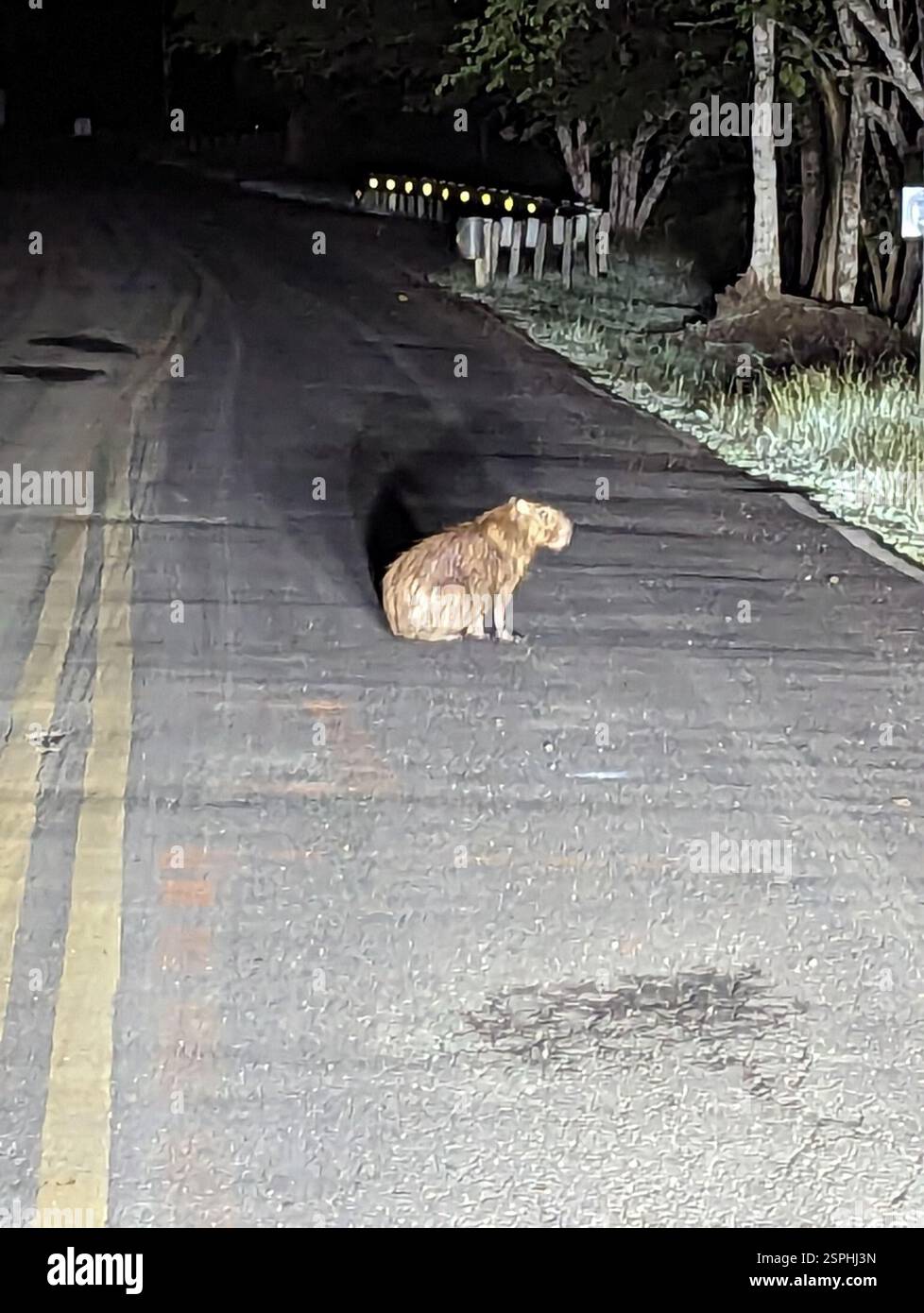 Lesser Capybara (Hydrochoerus isthmius), Mammalia, 479P+F5G, Gamboa ...