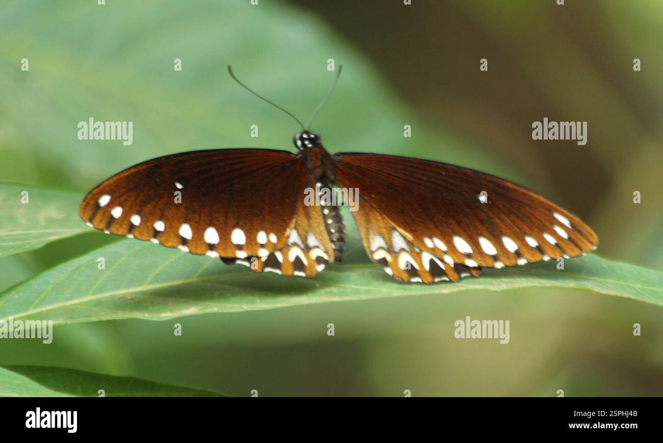 Malabar Raven Butterfly (Papilio dravidarum), Insecta, Shirlalu ...