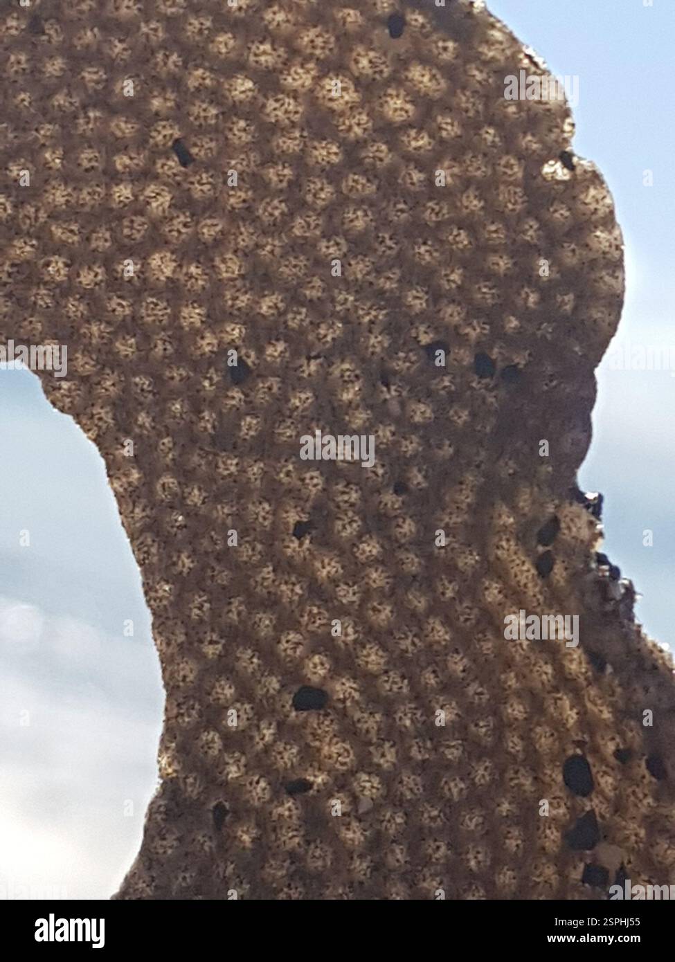 Moon Snails (Naticidae), Mollusca, North Ayrshire Council, UK Stock ...