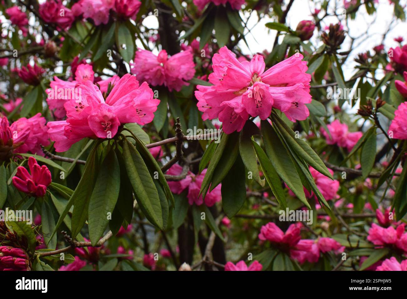 rhododendrons and azaleas (Rhododendron), Plantae, 中国贵州省贵阳市云岩区 Stock ...