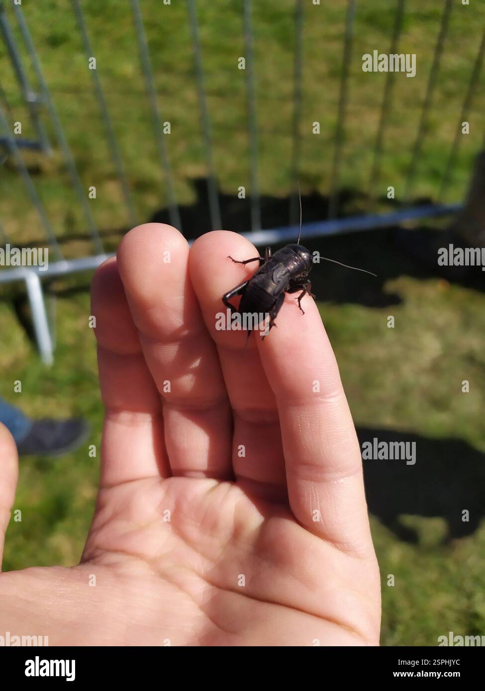 European Field Cricket (Gryllus campestris), Insecta, letiště Plasy ...