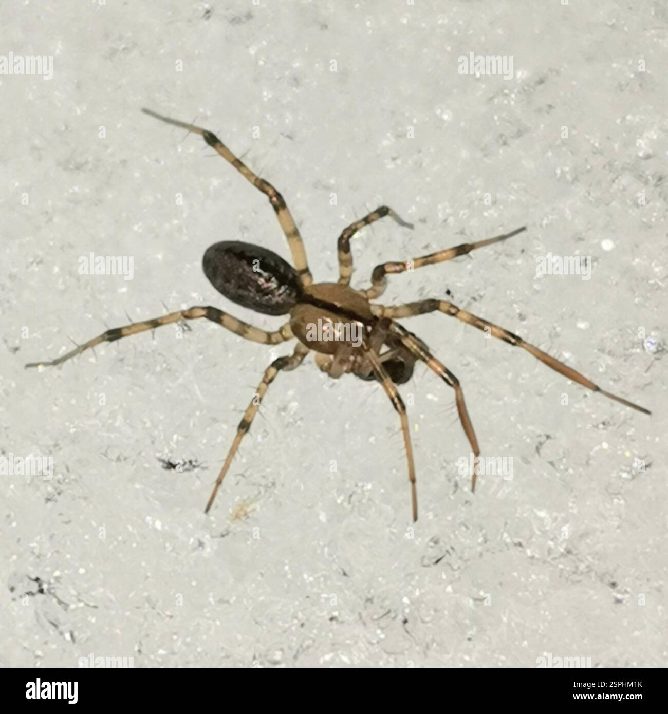 Horse-Head Spider (Stemonyphantes lineatus), Arachnida, 31160 Urjala ...