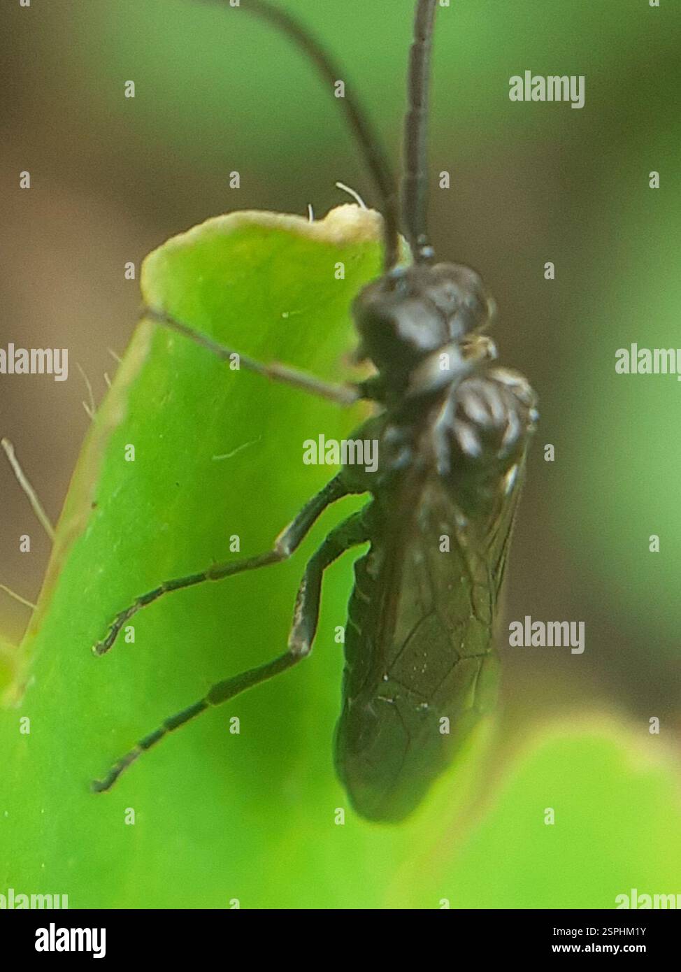 (Empria), Insecta, Osiedle Na Kozłówce, Kraków, Polska, 7 mm, on ...
