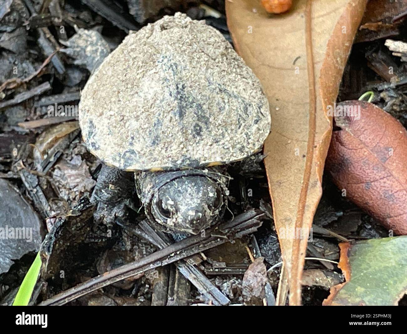 Southeastern Mud Turtle (Kinosternon subrubrum subrubrum), Reptilia, Colonial National ...