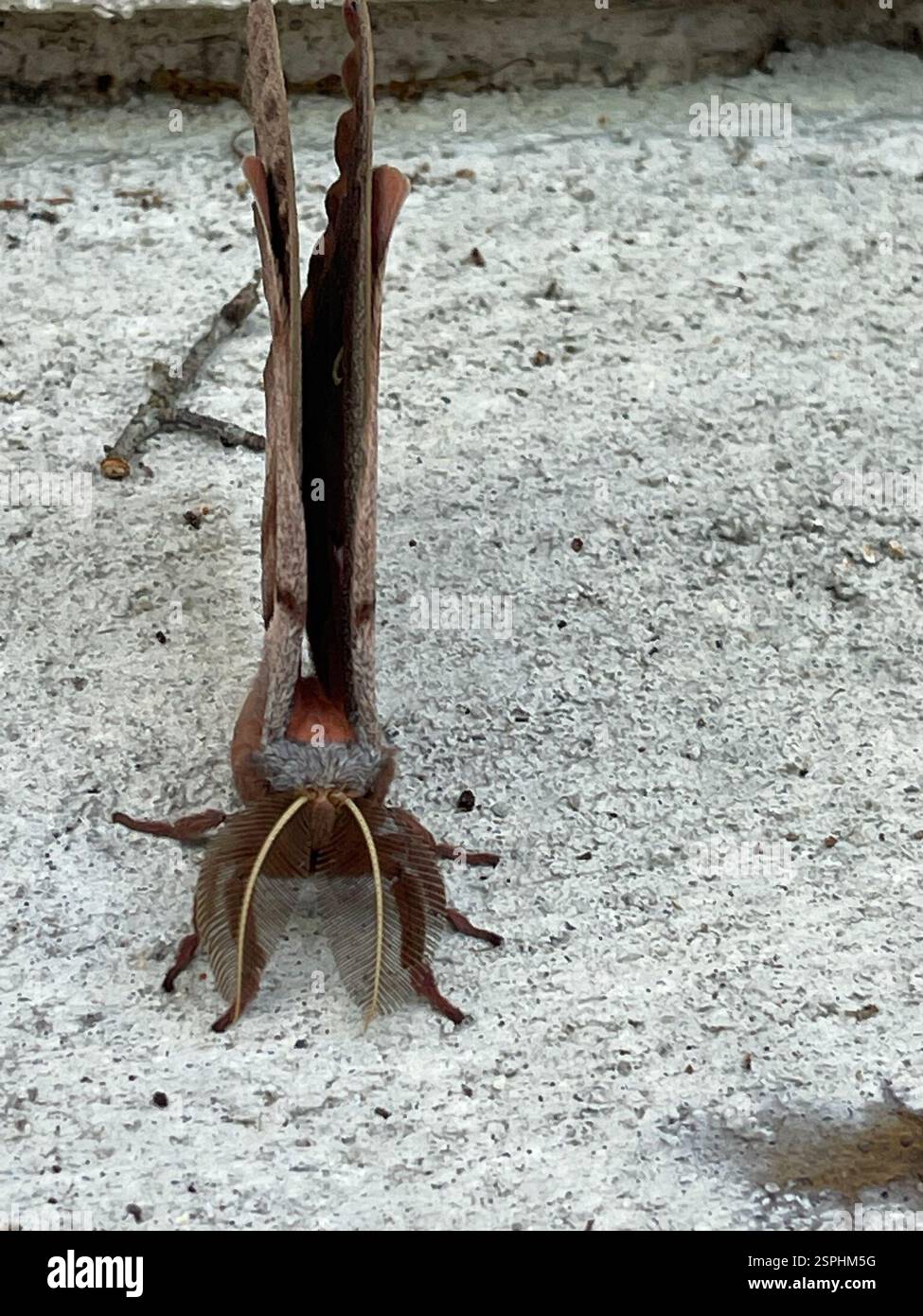 Polyphemus Moth (Antheraea polyphemus), Insecta, Edward Ball Wakulla ...
