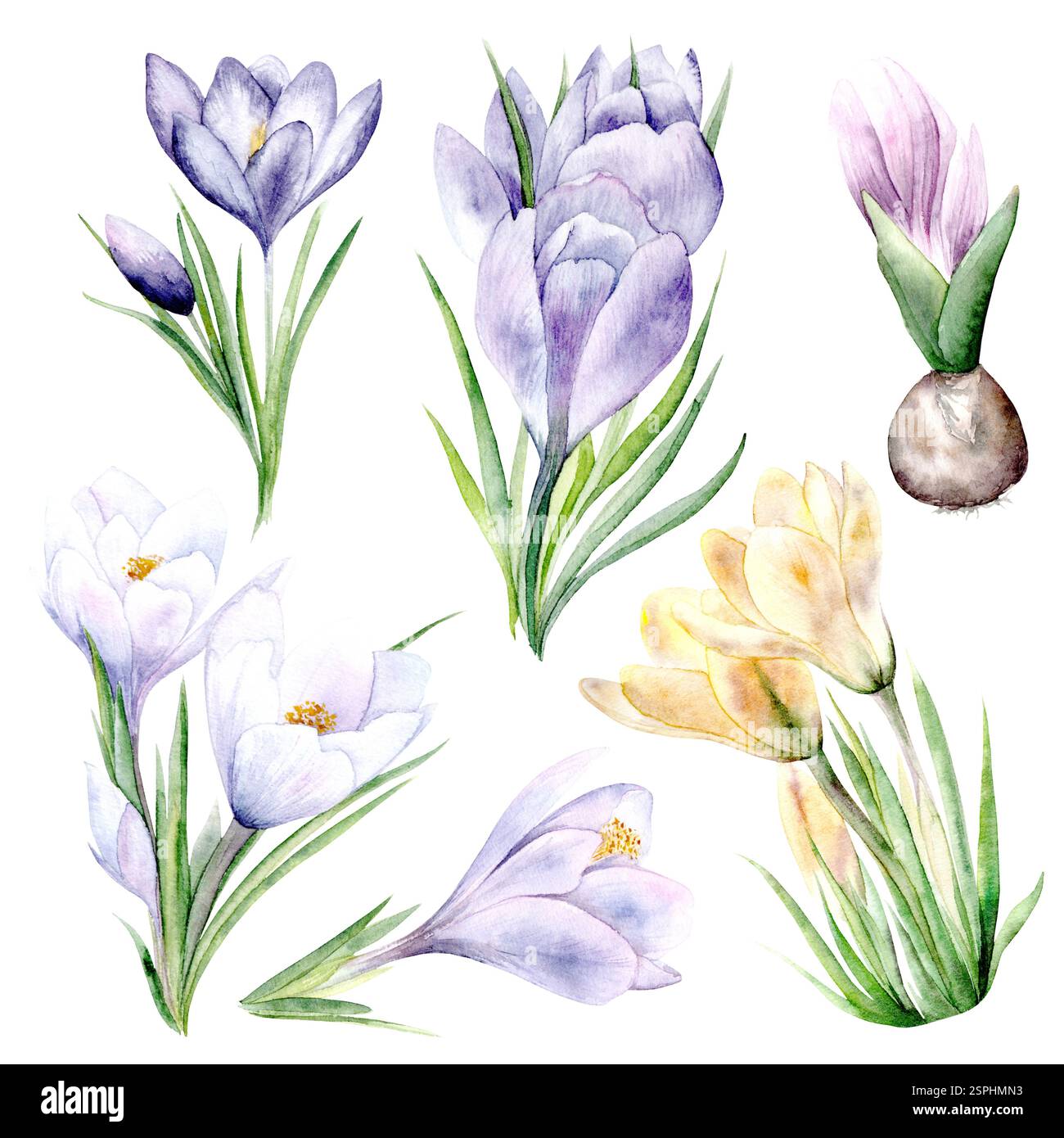 Botanical watercolor illustration set of different varieties of ...