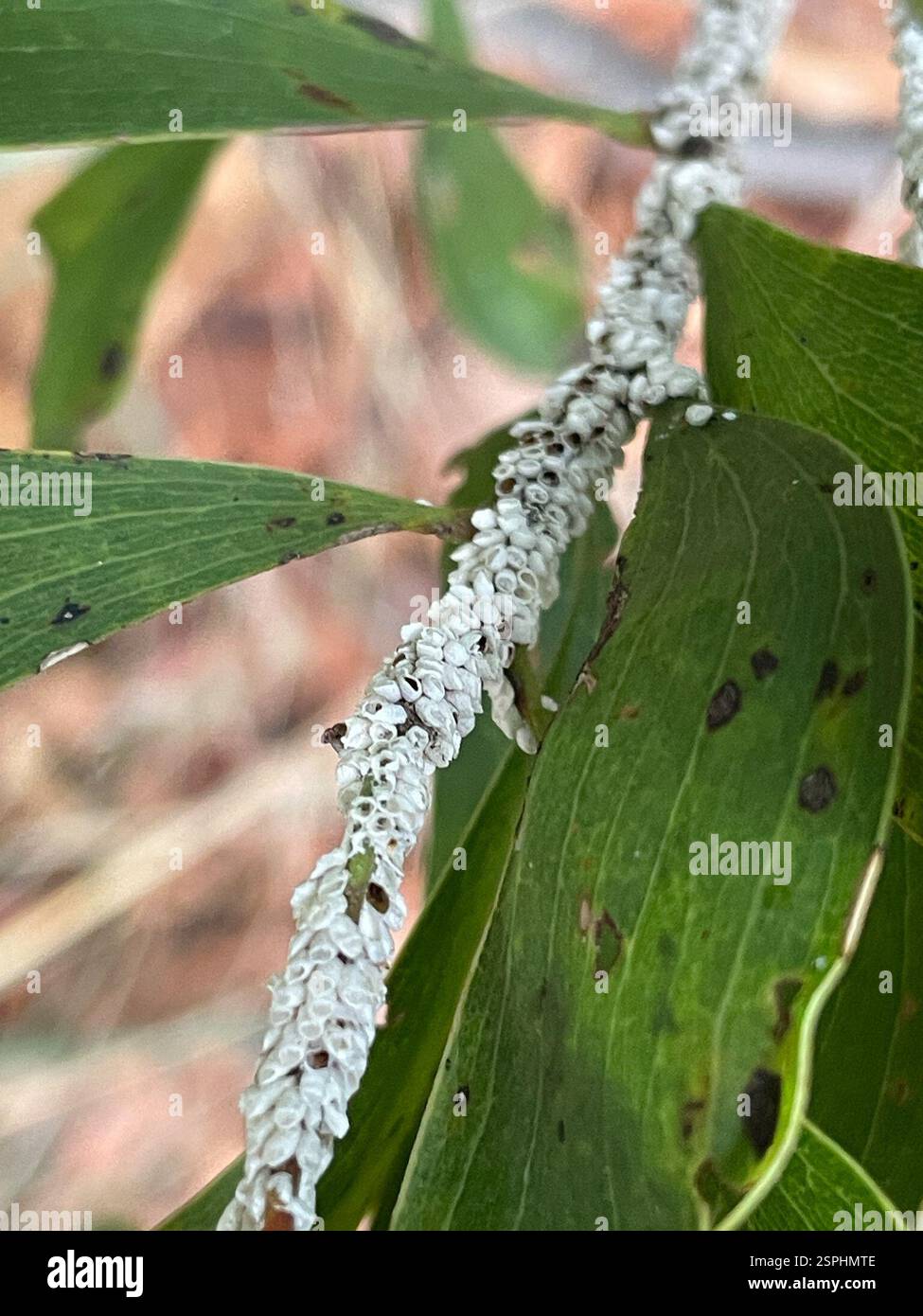 Wattle Tick Scale (Cryptes baccatus), Insecta, Melbourne VIC, Australia ...