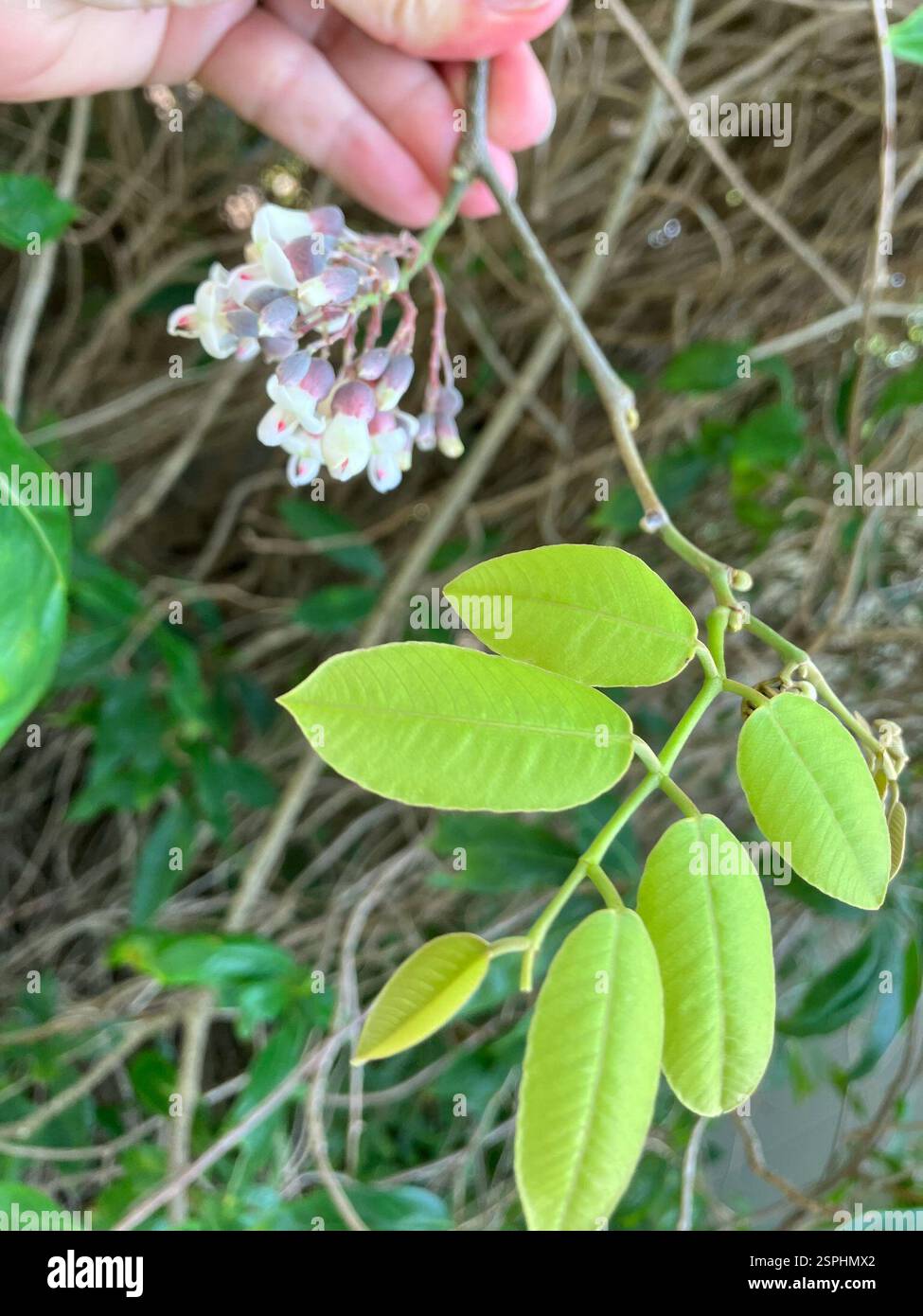 Jamaican dogwood (Piscidia piscipula), Plantae, John Pennekamp Coral ...