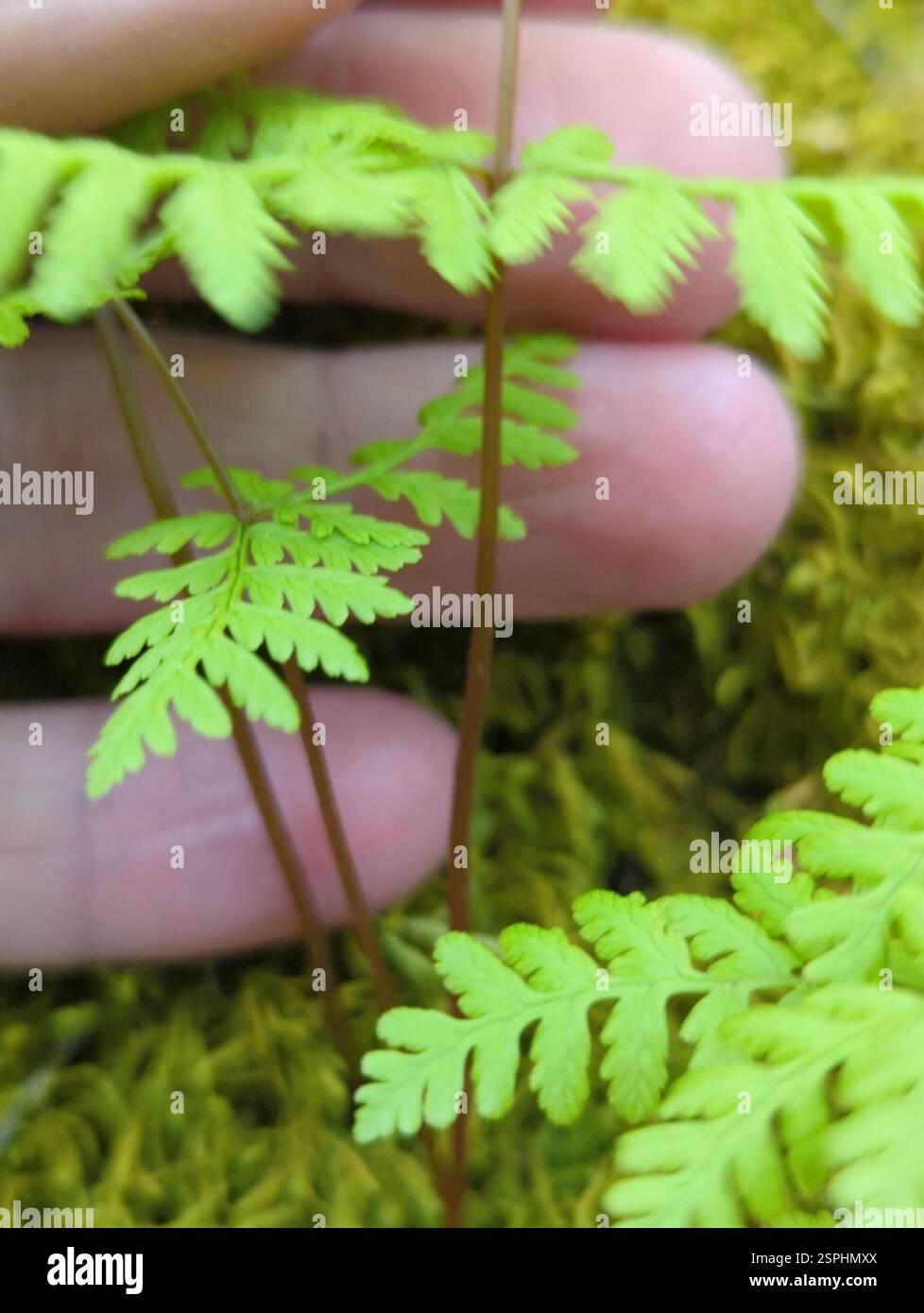 bulblet fern (Cystopteris bulbifera), Plantae, Feura Bush, NY 12067 ...