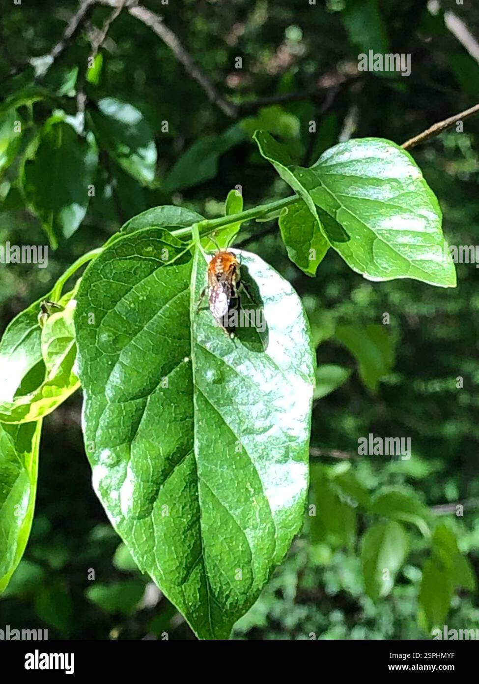 Rufous-backed Cellophane Bee (Colletes thoracicus), Insecta, Emory ...