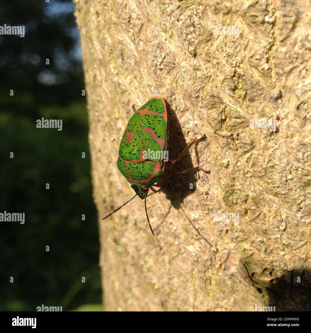 Clown Stink Bug (Poecilocoris lewisi), Insecta, Japan Stock Photo - Alamy