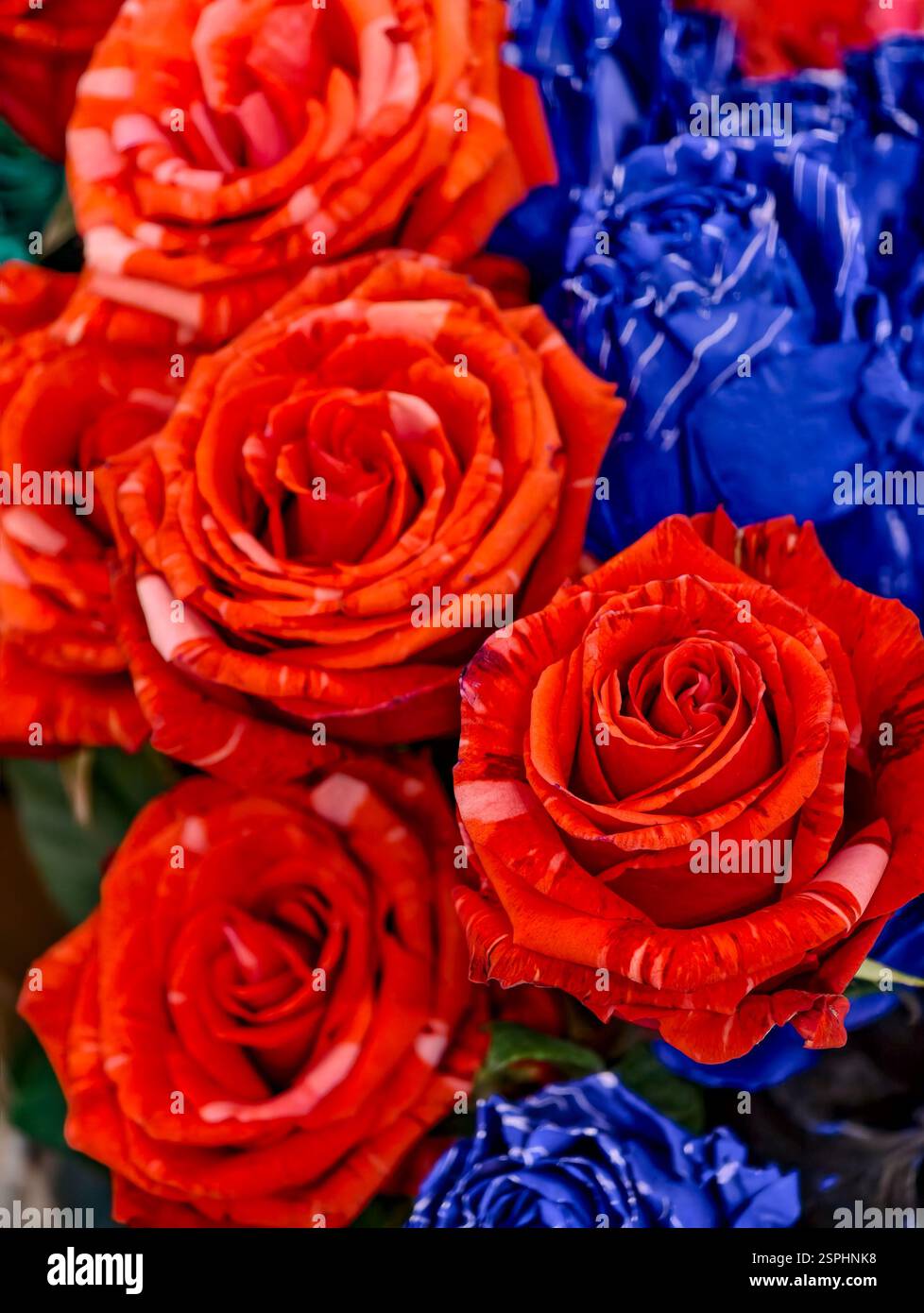 Stunningly beautiful exotic roses of blue and red color. The best gift ...