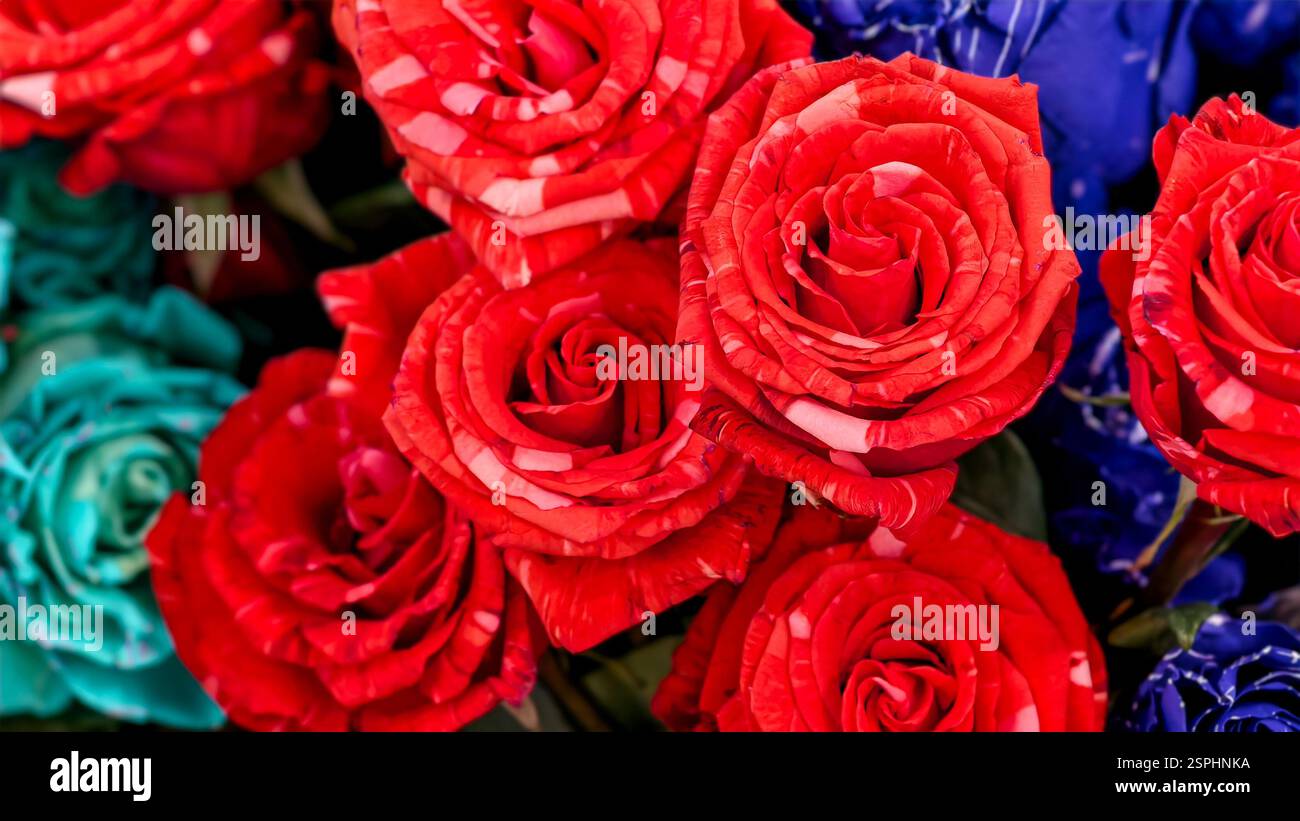 Stunningly beautiful exotic roses of blue and red color. The best gift ...