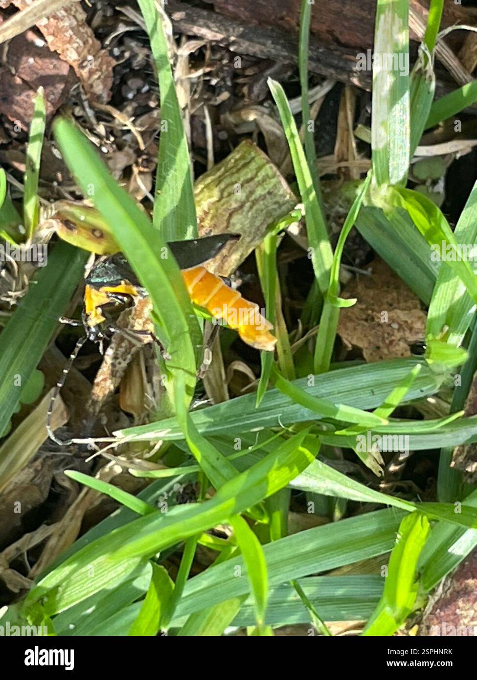 Plague Soldier Beetle (Chauliognathus lugubris), Insecta, Monash ...