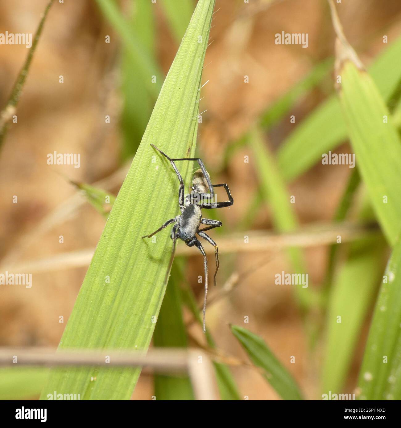 Ground and Ant-mimic Sac Spiders (Corinnidae), Arachnida, Hatfield ...