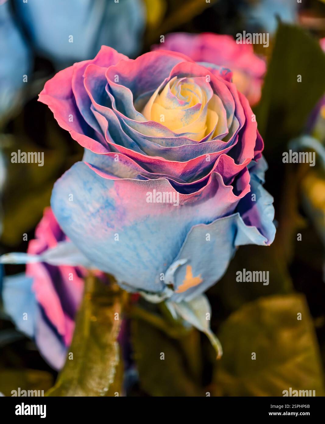 Stunningly beautiful exotic roses of light blue color with inserts of ...