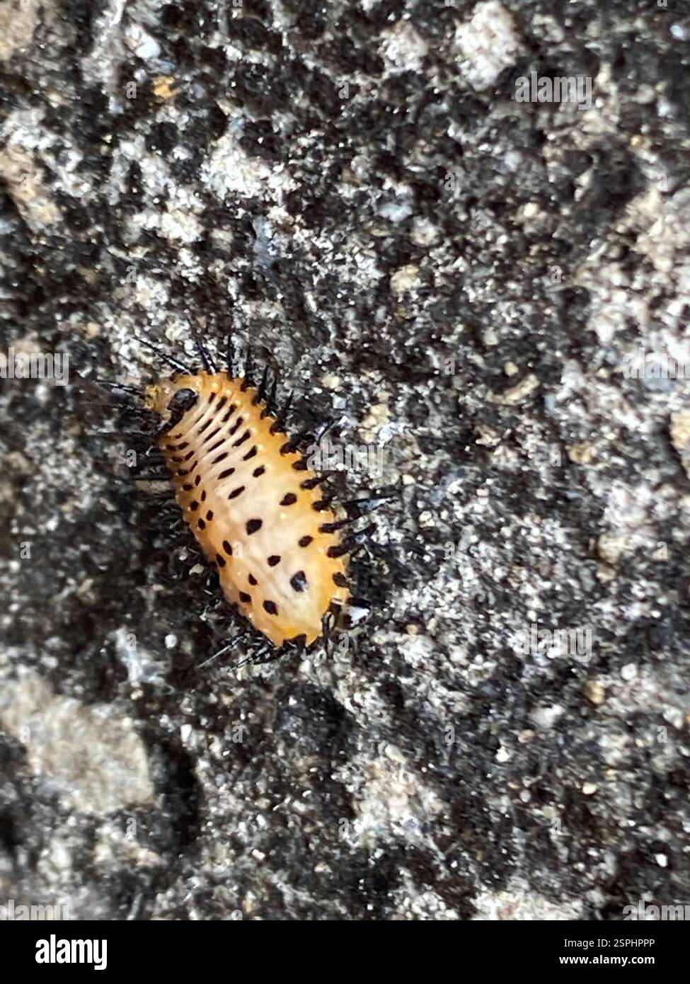 Asian Spotted Tortoise Beetle (Aspidimorpha miliaris), Insecta, 致遠三路114 ...