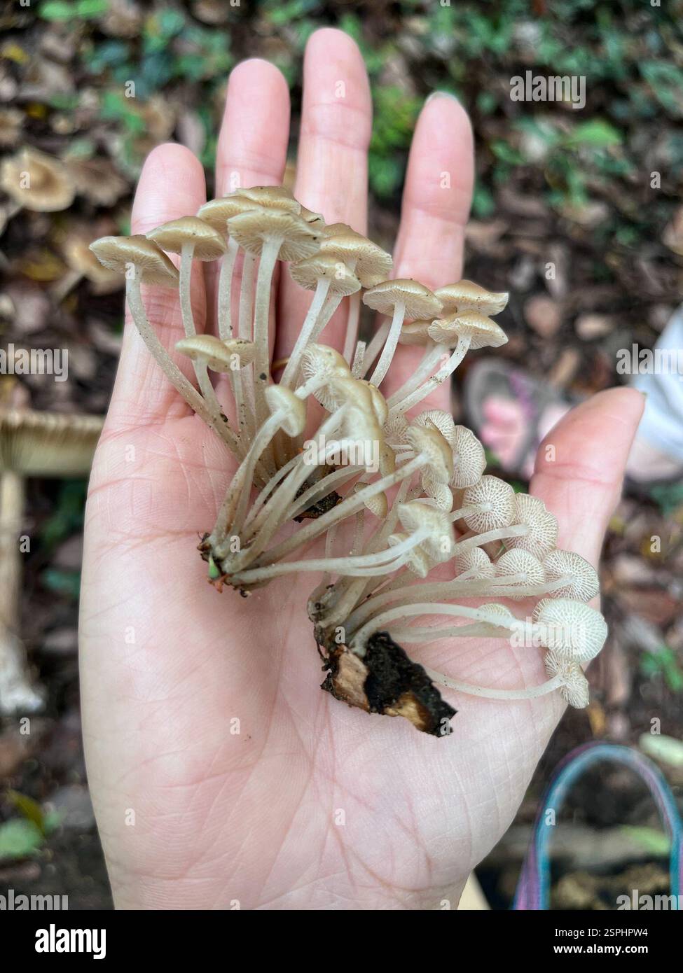 Luminous fungi hi-res stock photography and images - Alamy