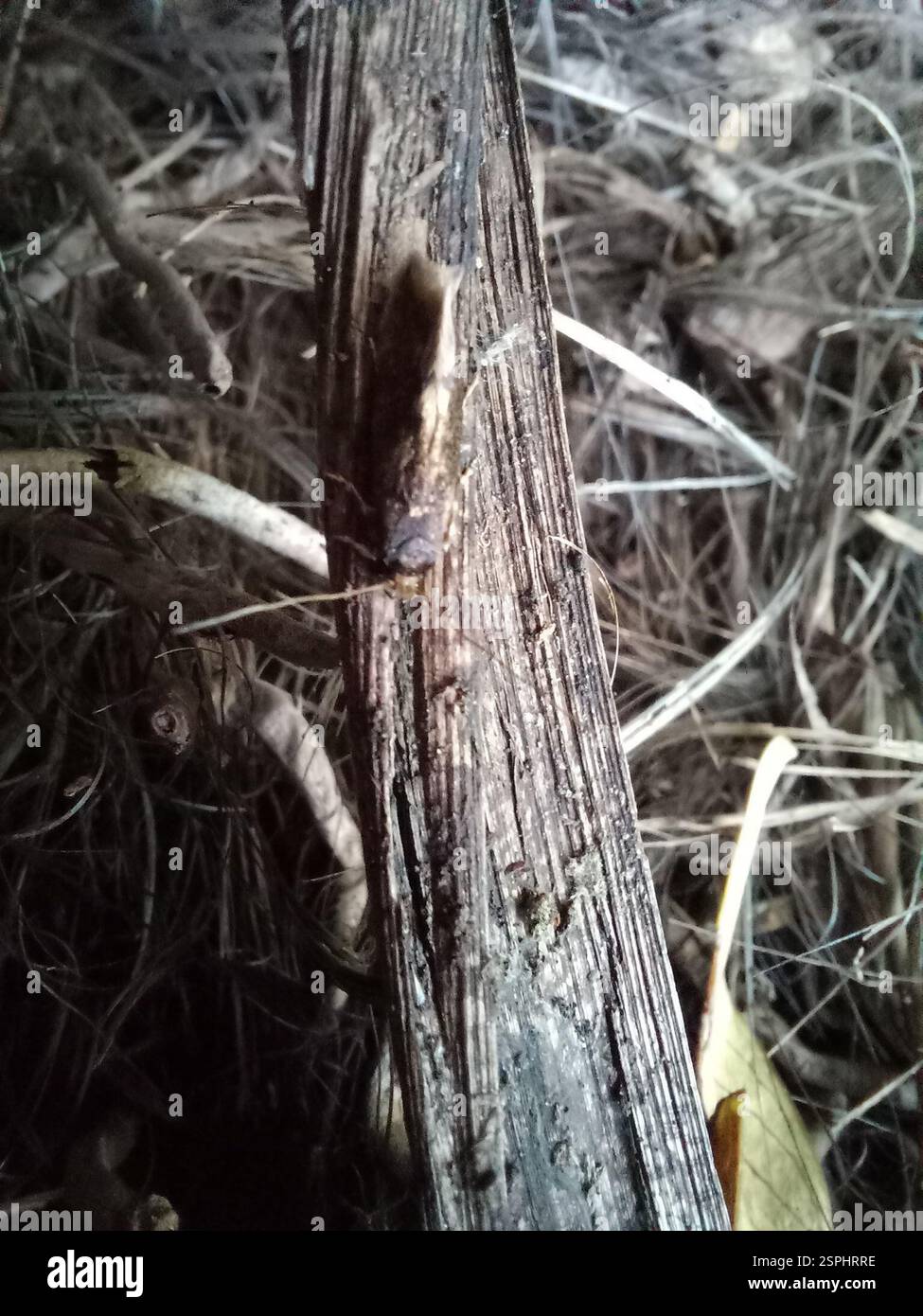Caddisflies (Trichoptera), Insecta, Mahoe Reserve, At first glance this ...