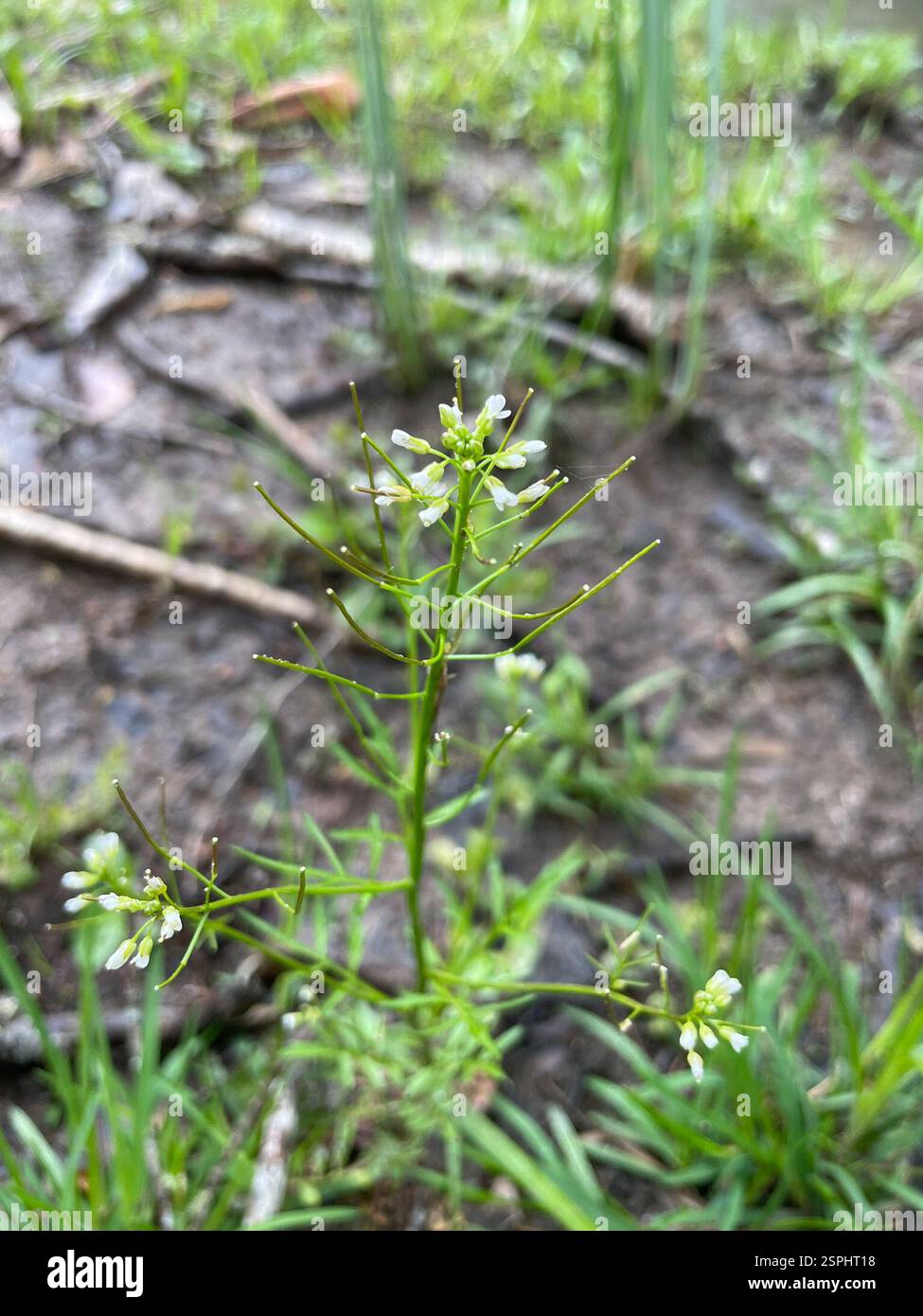 Small-flower Bittercress (Cardamine parviflora arenicola), Plantae ...