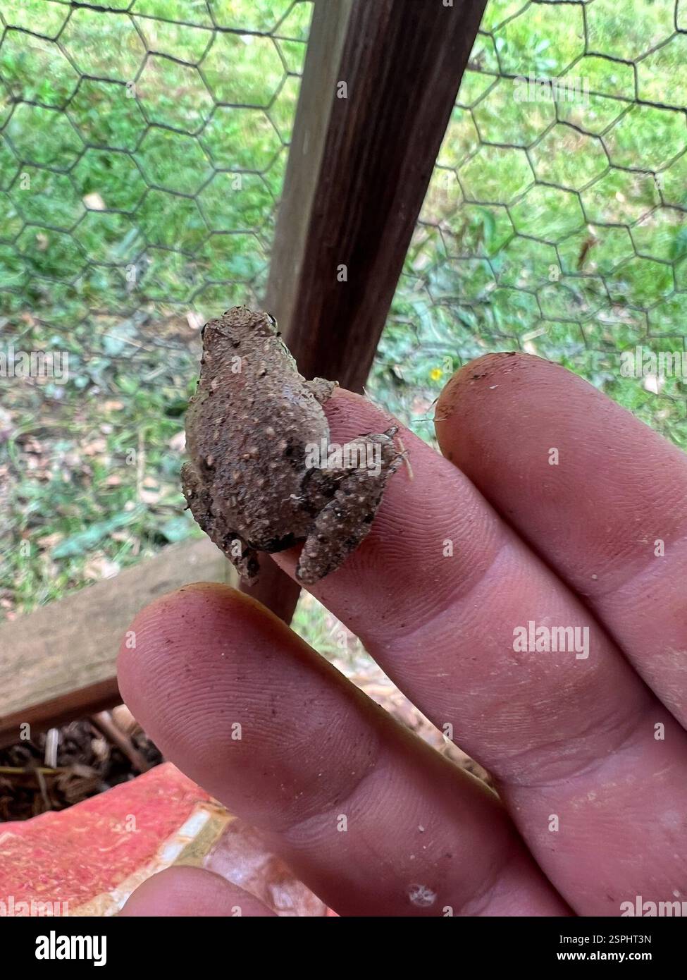 Cricket Frogs (Acris), Amphibia, Old Murphy Rd, Zebulon, NC, US, In ...