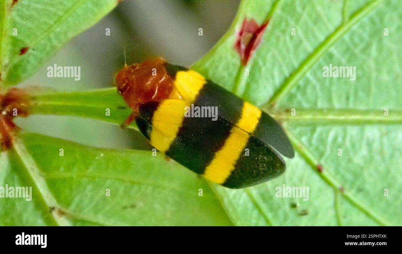 (Sphenorhina rubra), Insecta, Moederzorg, Suriname Stock Photo - Alamy