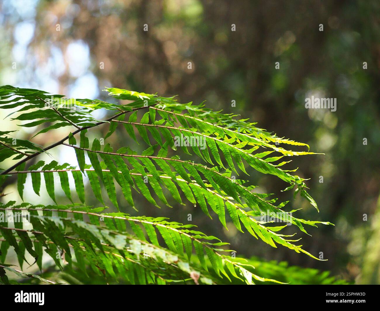 Spiny Tree Fern (Alsophila spinulosa), Plantae, 台灣新北市 Stock Photo - Alamy