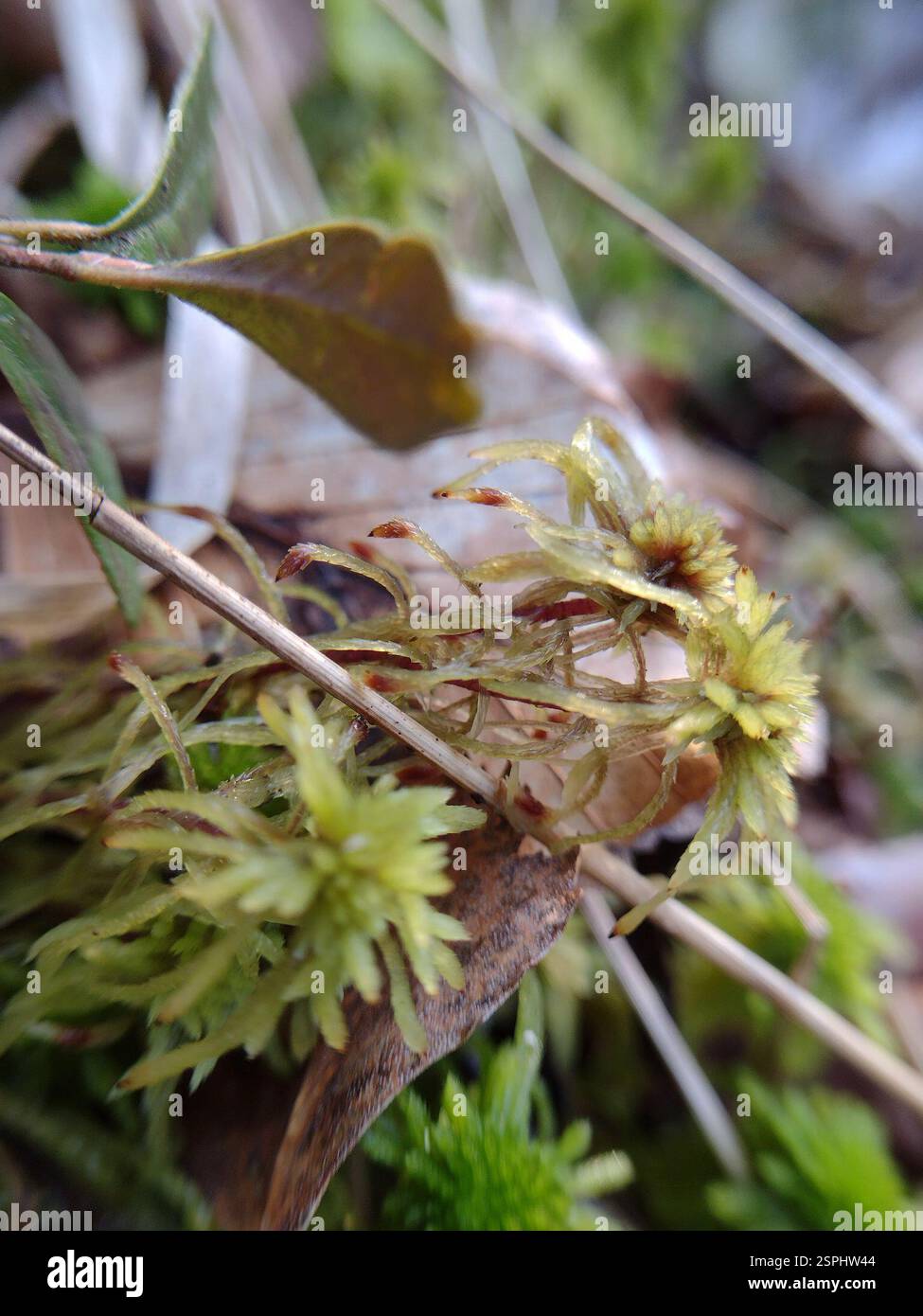Cow-horn Bog-moss (Sphagnum denticulatum), Plantae, Chwarzno-Wiczlino ...