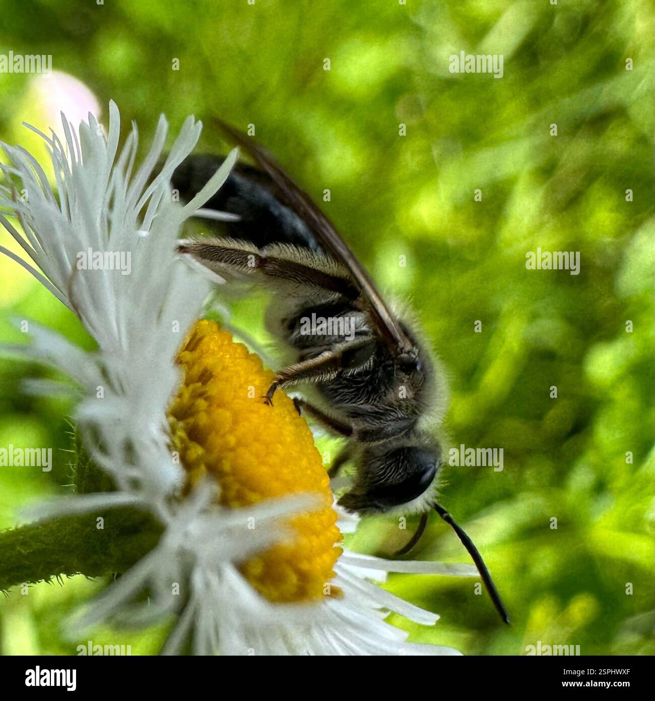 Mining Bees (Andrena), Insecta, Kentucky, US, On Fleabane Stock Photo ...