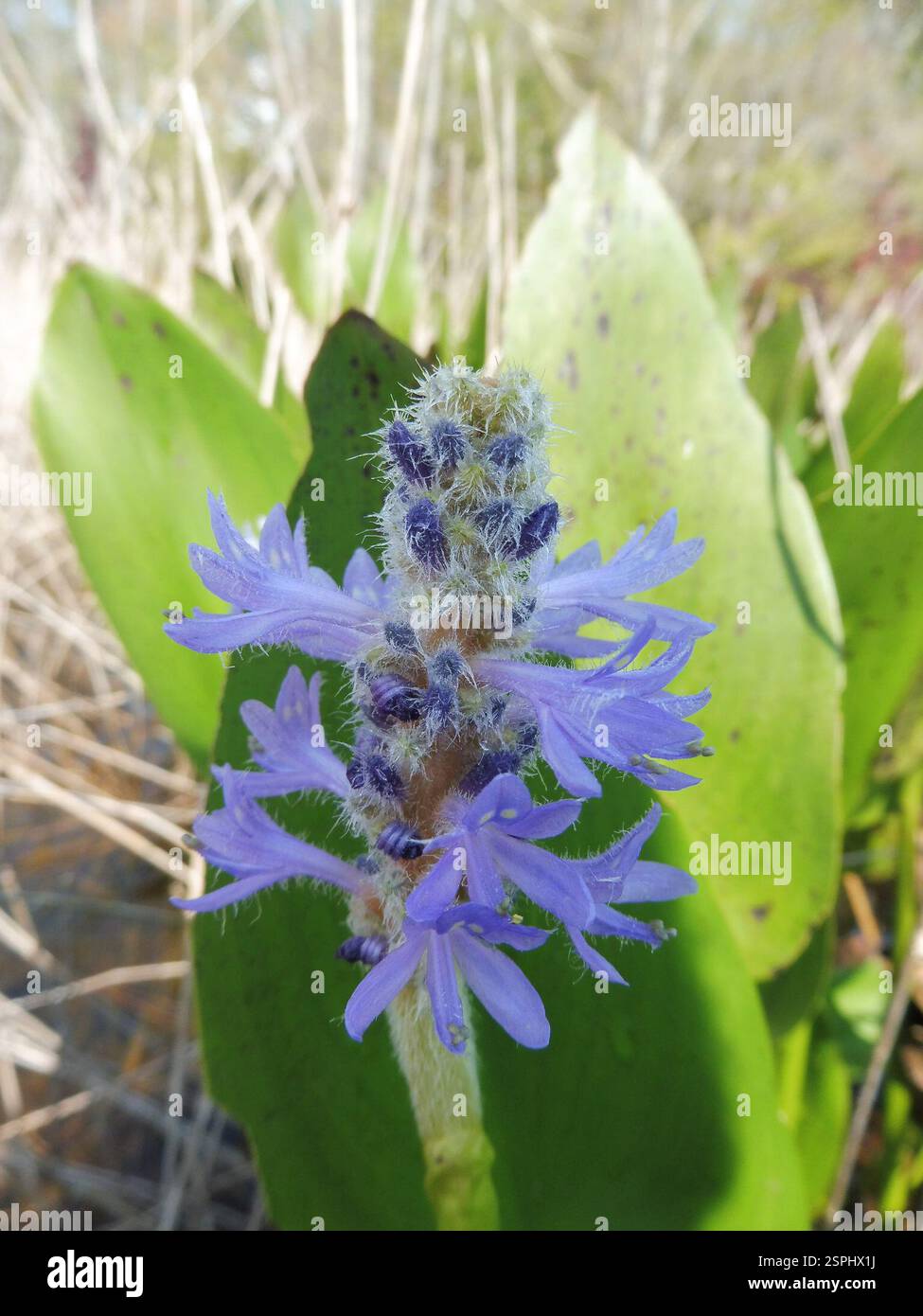 pickerelweed (Pontederia cordata), Plantae, Arnold AFB, TN, USA, Open ...