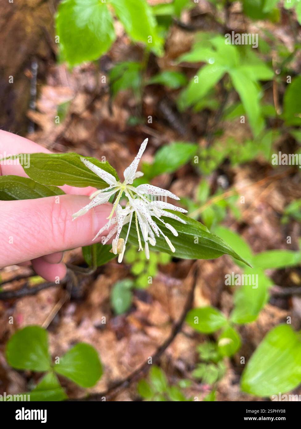 spotted mandarin (Prosartes maculata), Plantae, Macon County, NC, USA ...