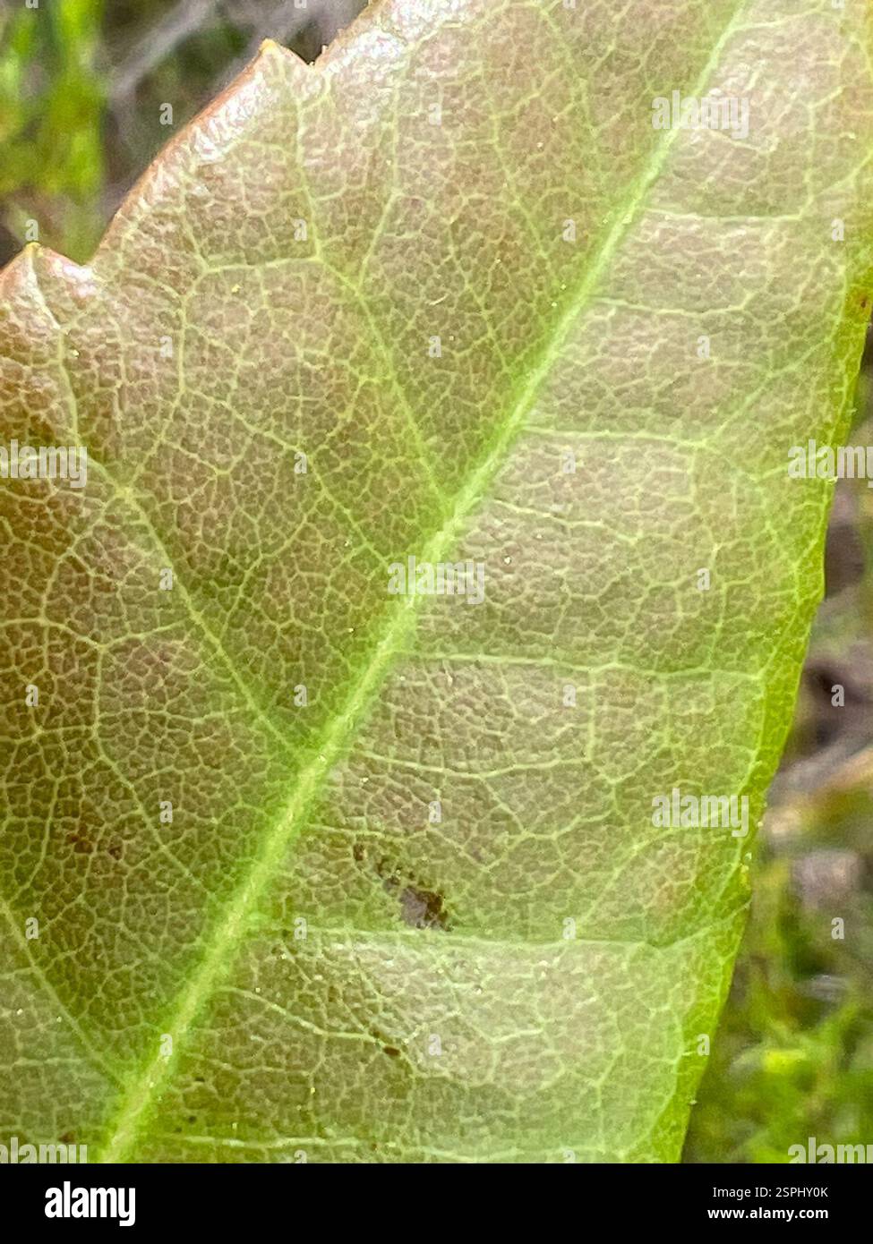 southern bayberry (Morella caroliniensis), Plantae, Florida, US Stock ...