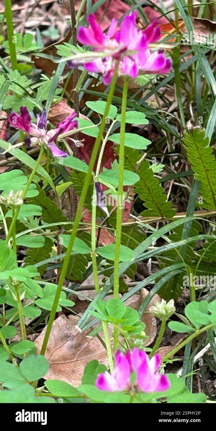 Chinese Milkvetch (Astragalus sinicus), Plantae, Cili, Zhangjiajie ...