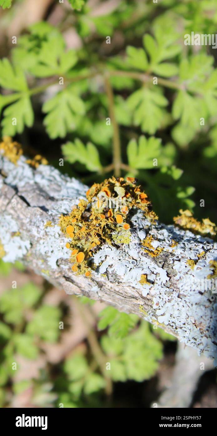 Golden-eye Lichen (Teloschistes chrysophthalmus), Fungi, 5896 State Hwy ...