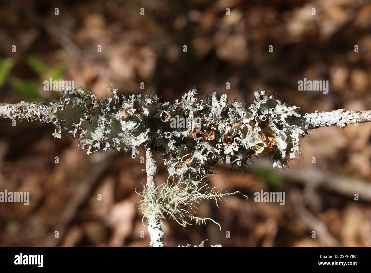 Ruffle Lichens (Parmotrema), Fungi, Gates County, NC, USA Stock Photo ...
