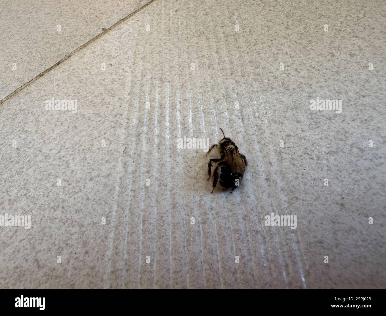 Pantaloon bees (Dasypoda), Insecta, Rua do Chafariz do Areal, Belmonte ...