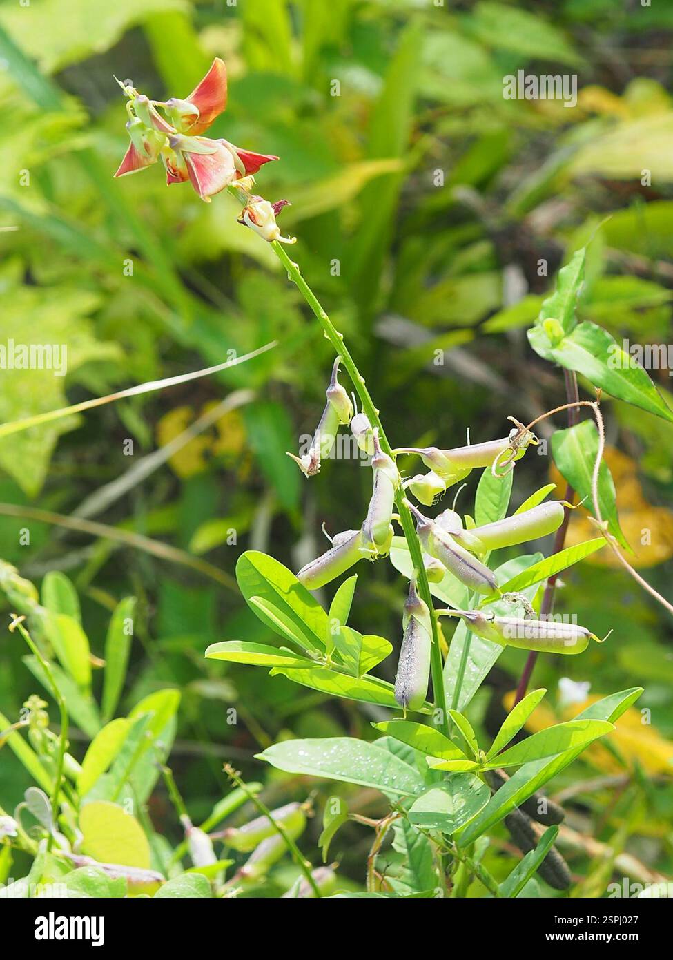 Rattleweed (Crotalaria retusa), Plantae, Blauwgrond, Paramaribo ...