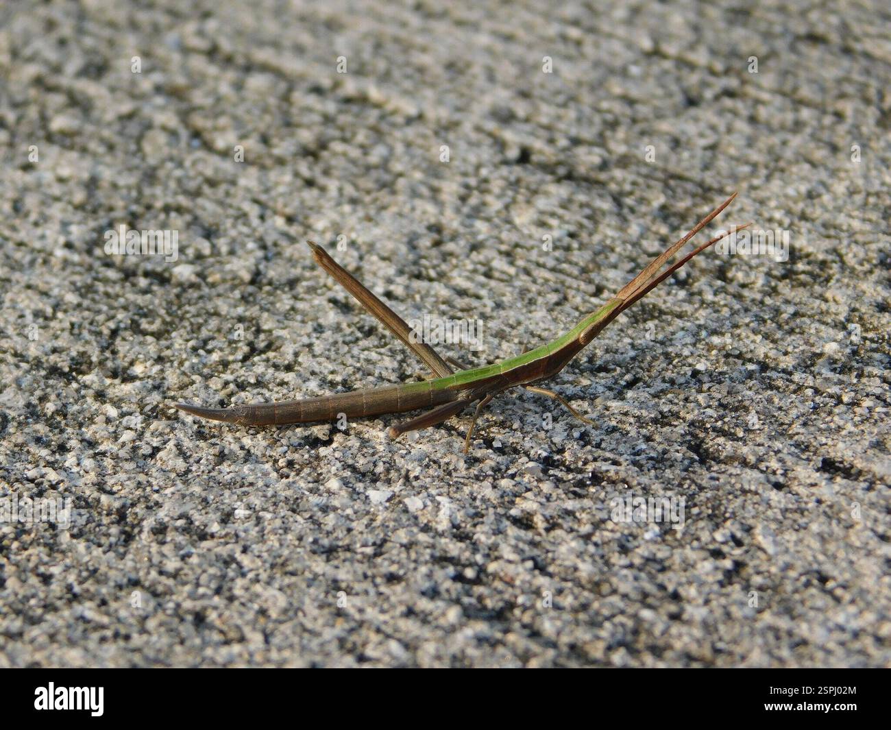 Long-headed Toothpick Grasshopper (Achurum carinatum), Insecta, Miramar ...
