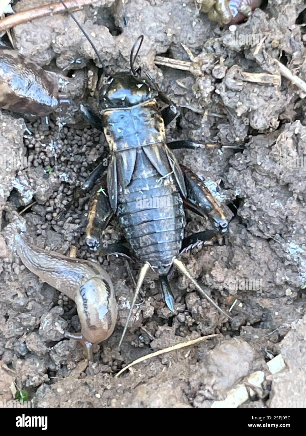 (Gryllini), Insecta, Rutherford Ave, Franklin, KY, US, Pretty big ...