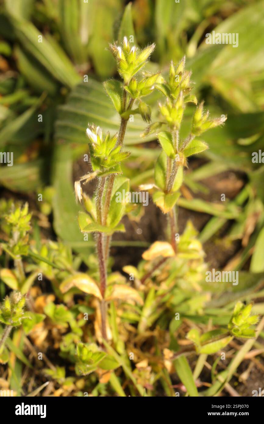 Sticky mouse-ear chickweed (Cerastium glomeratum), Plantae, Dungeon ...