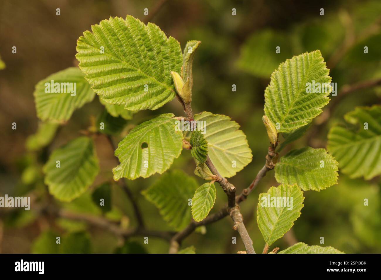 grey alder (Alnus incana), Plantae, Netherley Park, Parkview Drive ...