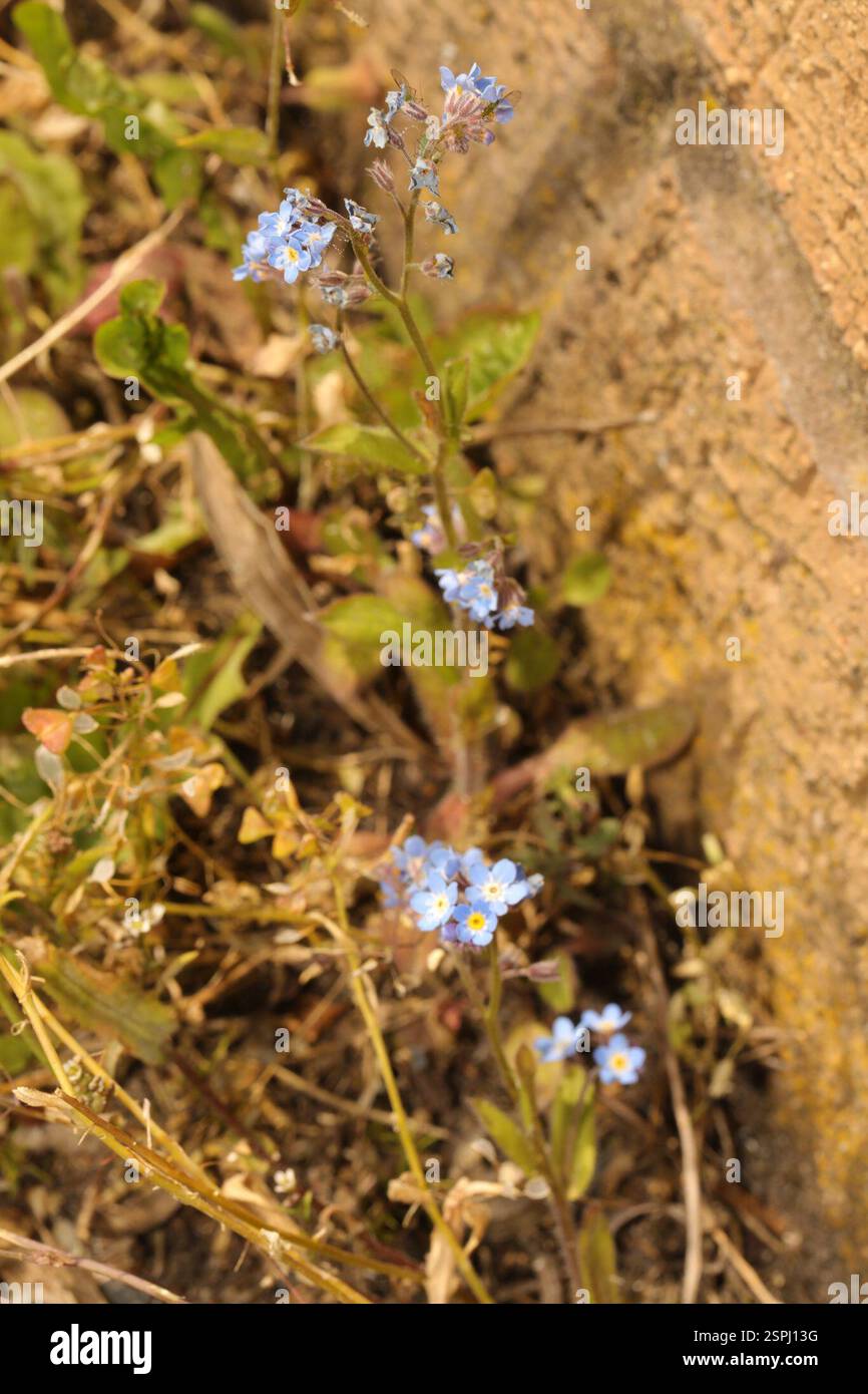 Wood Forget-me-not (Myosotis sylvatica), Plantae, Rosefield Road ...