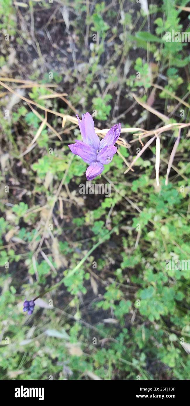 Blue Dicks (Dipterostemon capitatus), Plantae, Circuito del arroyo y ...